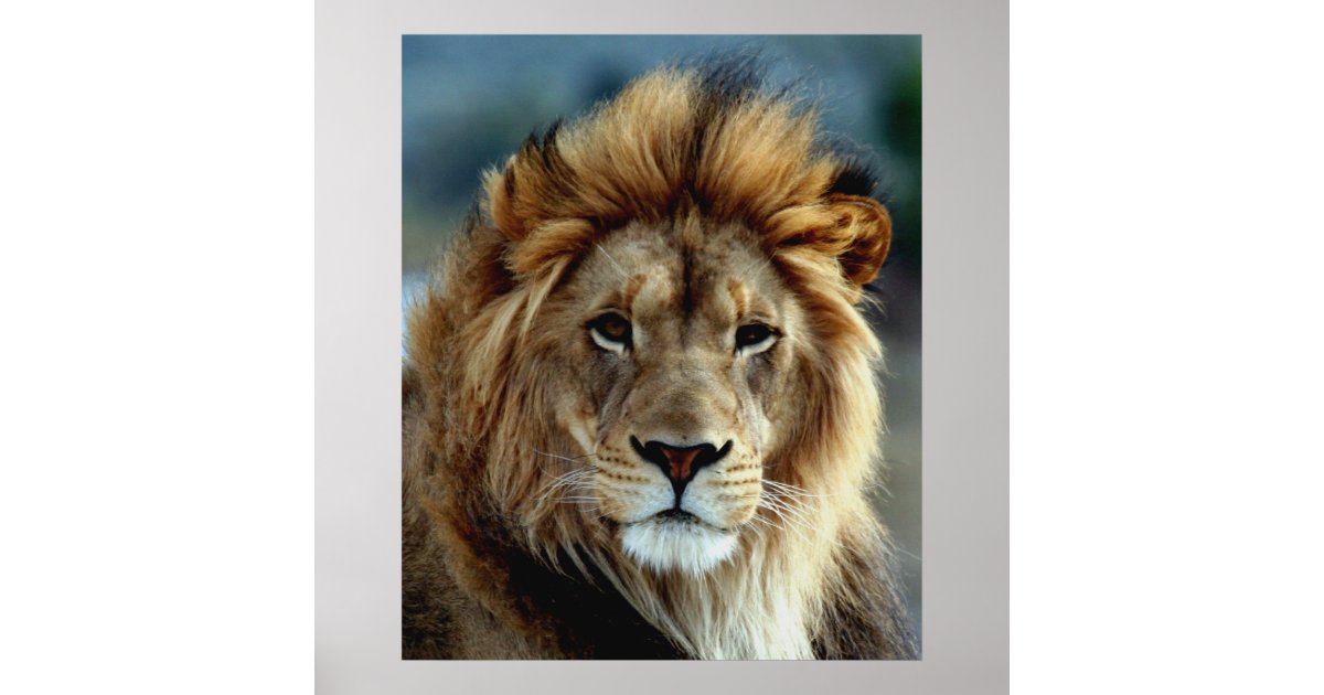 Lion Poster | Zazzle