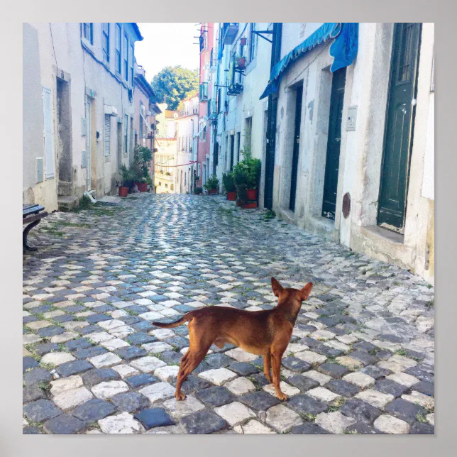 Lisbon Alfama Dog Architecture Photo Poster | Zazzle