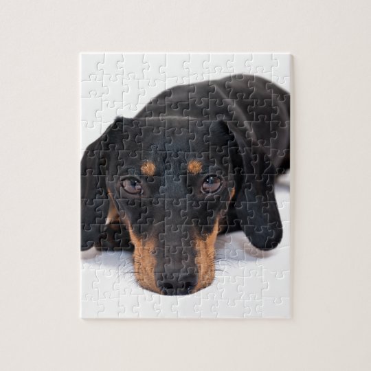 Little Dachshund Jigsaw Puzzle | Zazzle.com.au