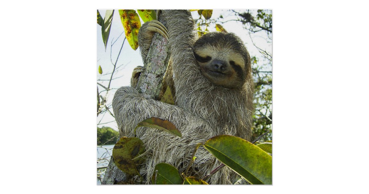 Live Life Like a Sloth Poster | Zazzle