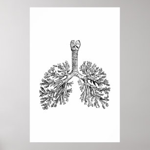 Lung Posters & Photo Prints | Zazzle AU