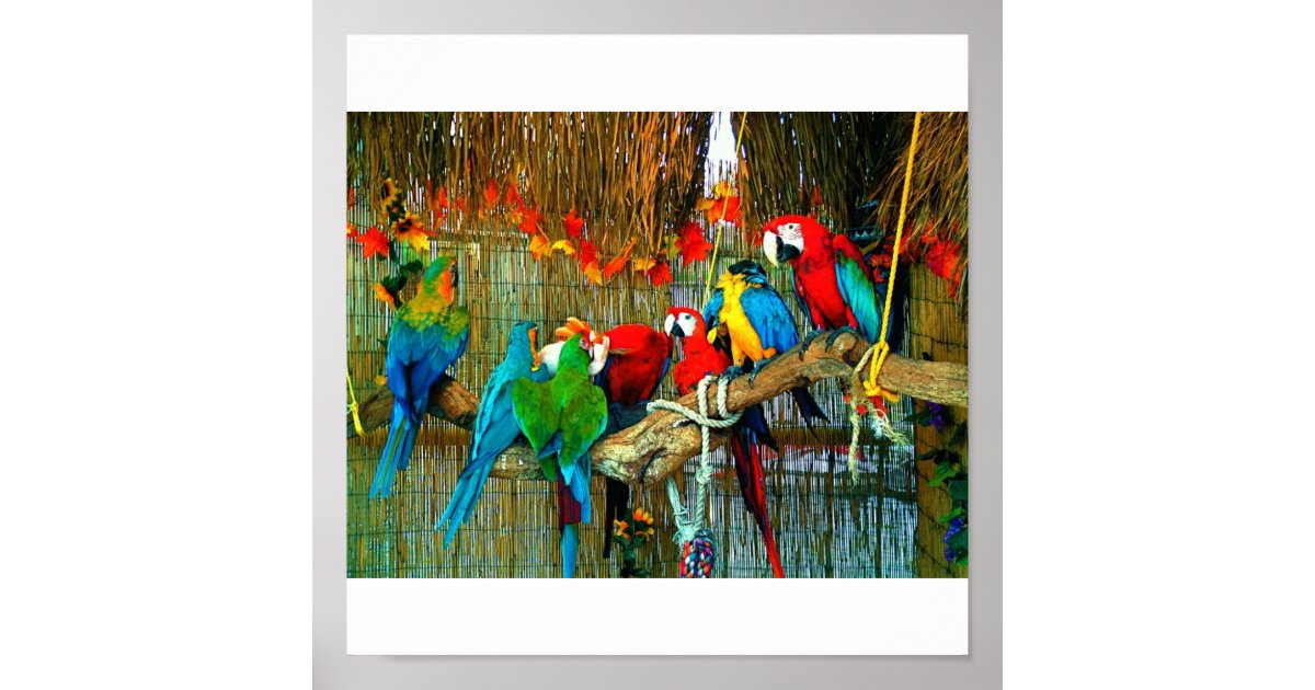 Macaws on Parade Poster | Zazzle