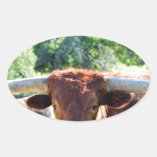 Longhorn Stickers | Zazzle AU
