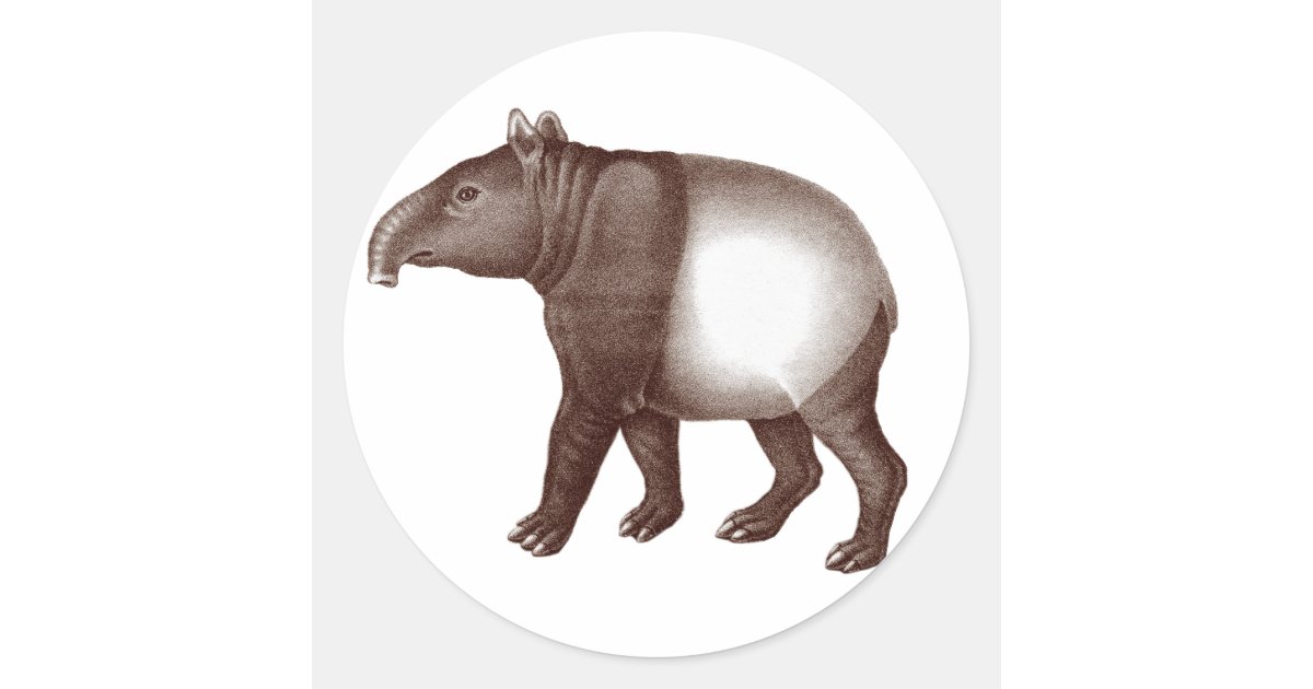Malayan Tapir / Asian Tapir - Stickers | Zazzle