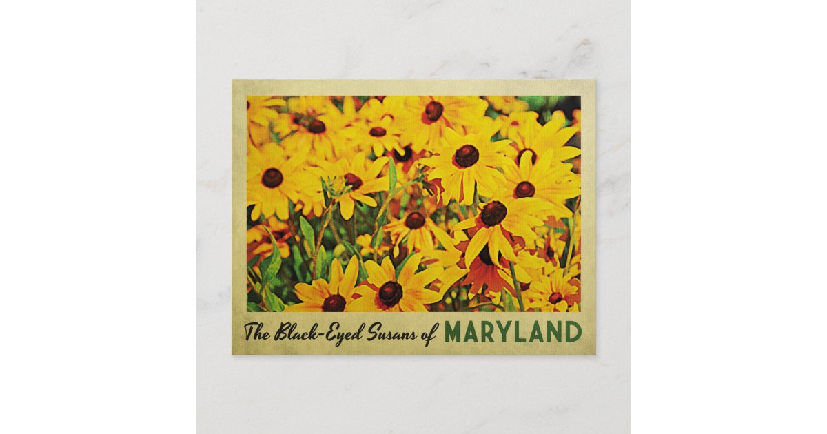 Maryland Black-Eyed Susans Postcard | Zazzle