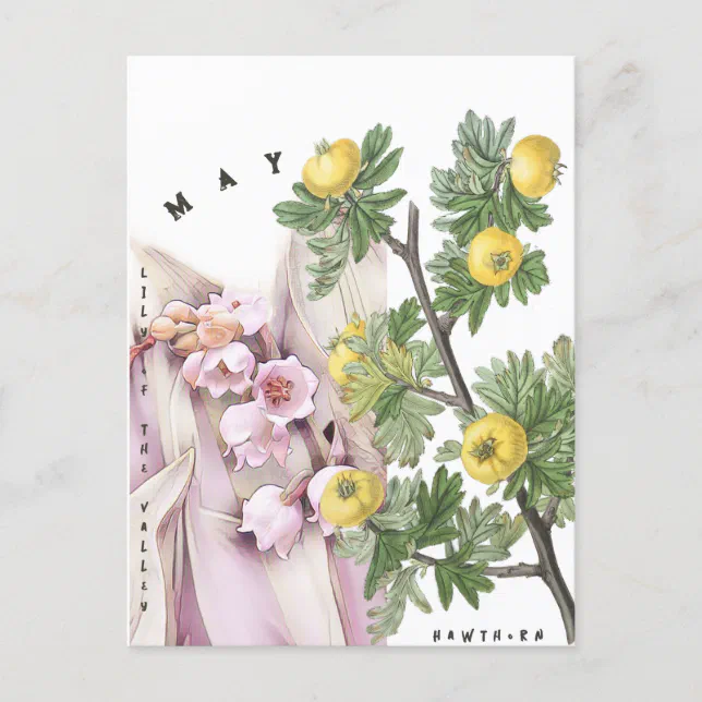 May Month Flowers Lily of the Valley Hawthorn Postcard | Zazzle