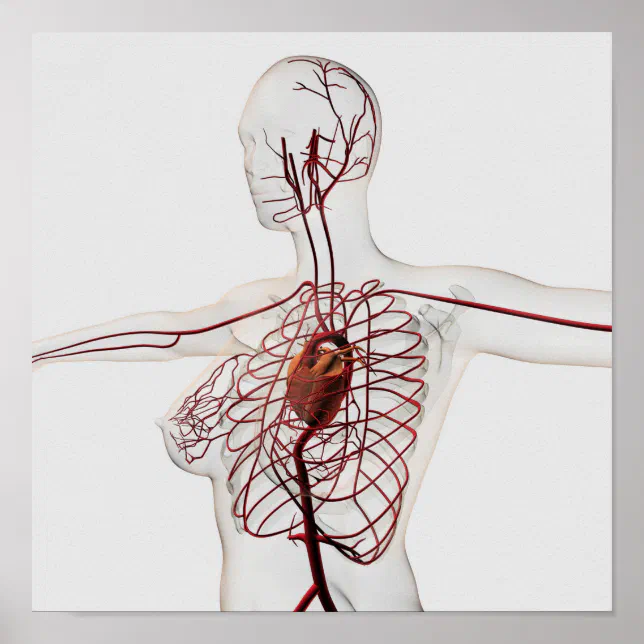 Medical Illustration Of Female Circulatory System Poster | Zazzle