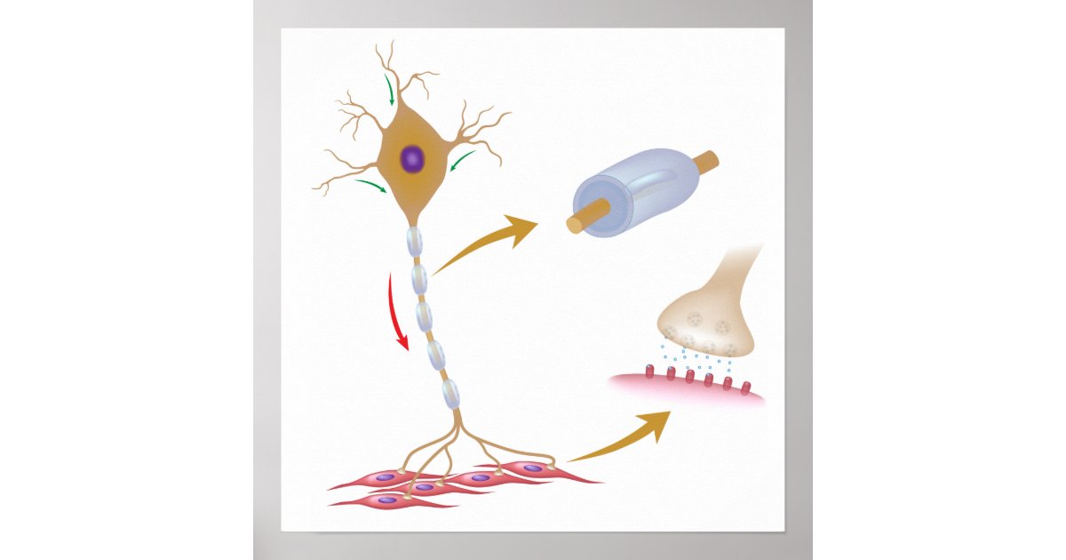 Motor neuron anatomy Poster | Zazzle