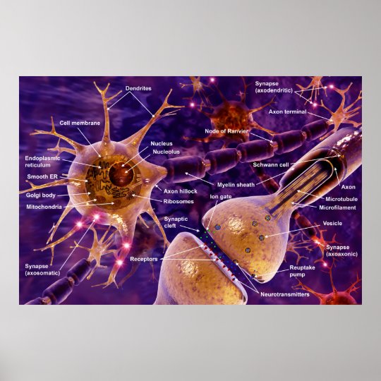 Motor neurons poster | Zazzle.com.au