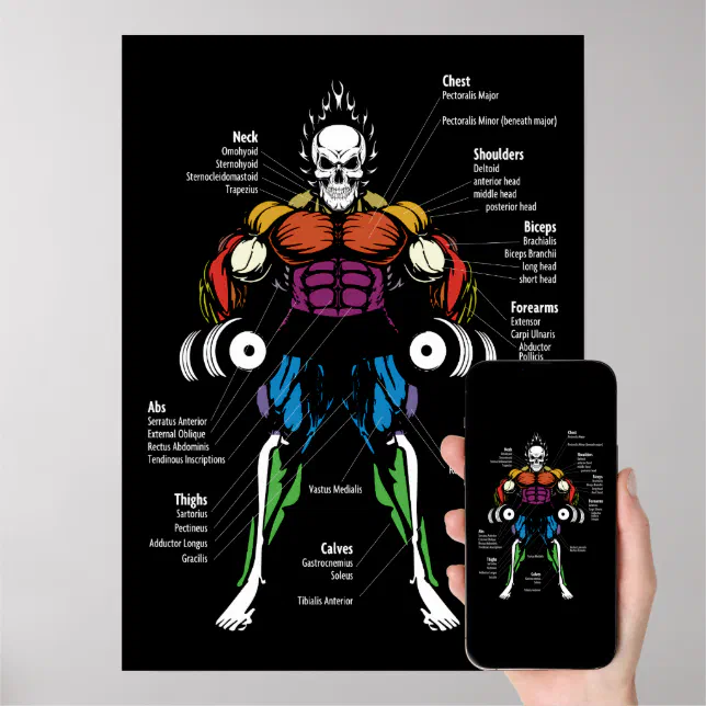 Muscle Chart, Anatomy Diagram - Gym Workout Poster | Zazzle