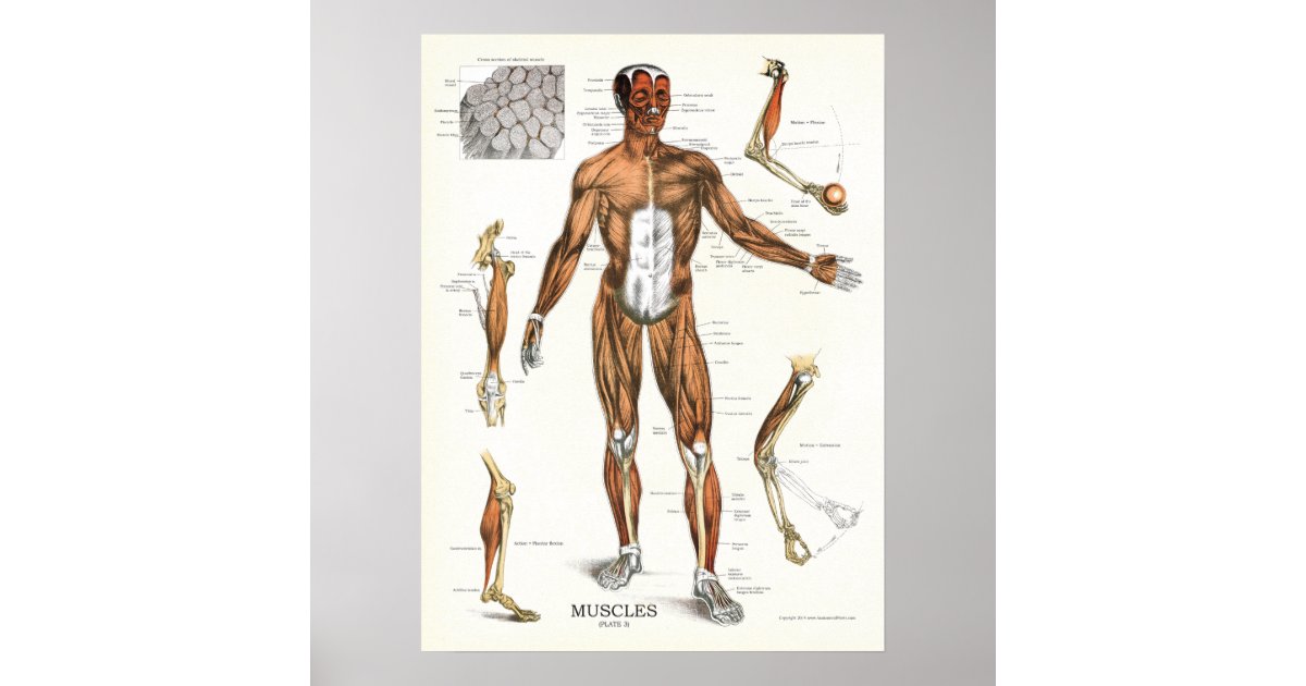 Muscles Anatomy Anatomical Chart | Zazzle