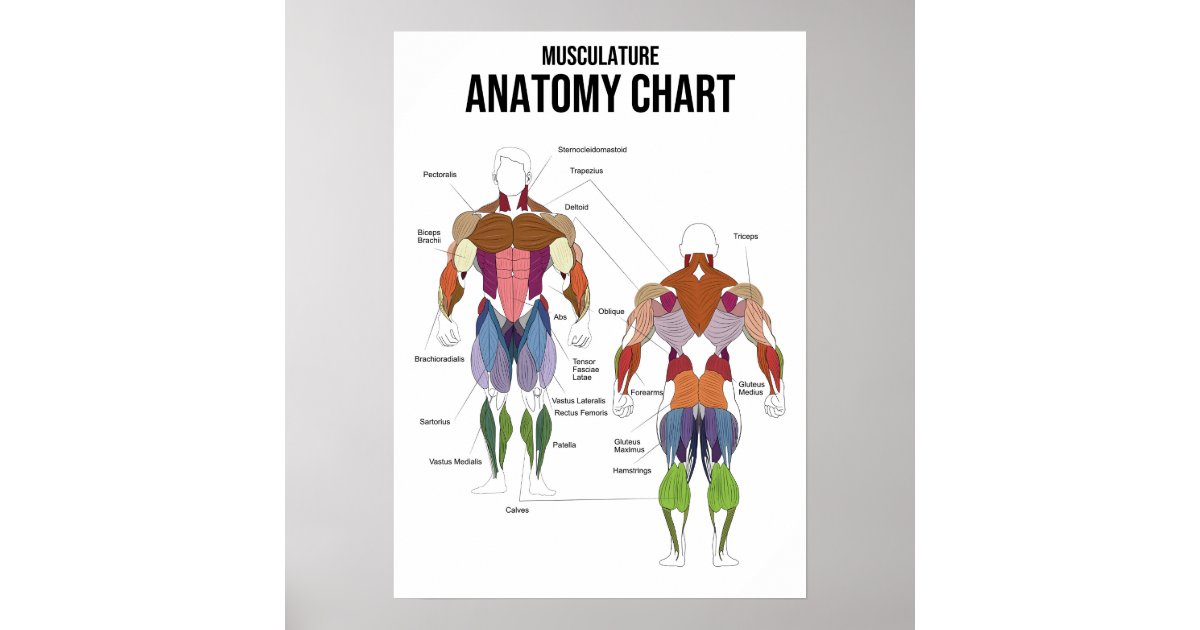 Musculature Anatomy Chart - Muscle Diagram | Zazzle