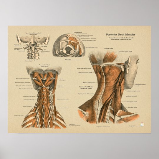 Neck Spine Muscles Chiropractic Massage Chart | Zazzle.com.au