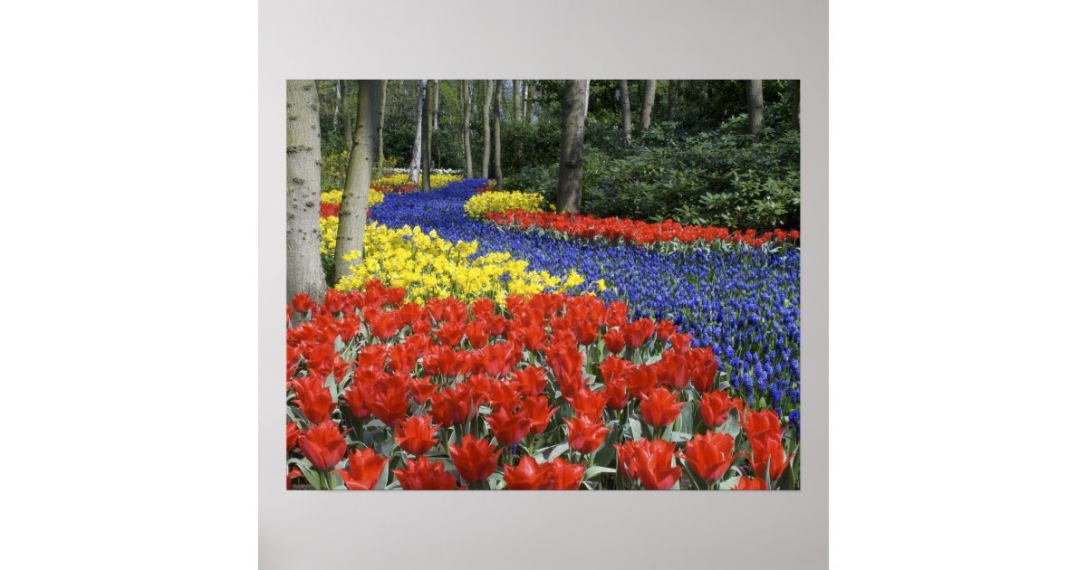Netherlands, Holland, Lisse, Keukenhof Gardens Poster | Zazzle