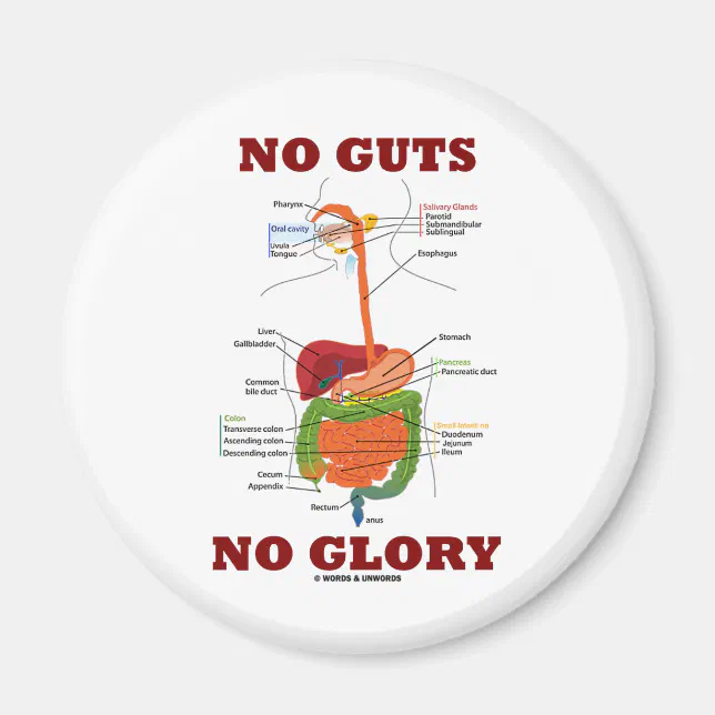 No Guts No Glory (Digestive System Anatomy Humour) Magnet | Zazzle