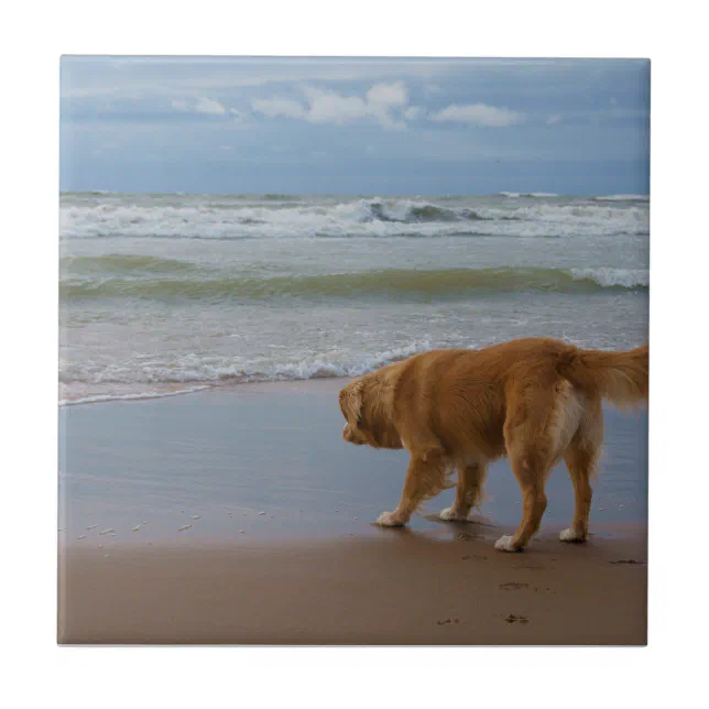 Nova Scotia Duck Tolling Retriever Ocean Cautious Ceramic Tile | Zazzle