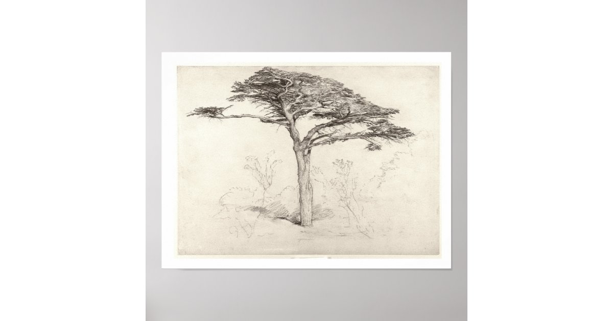Old Cedar Tree in Botanic Garden, Chelsea, 1854 (p Poster | Zazzle