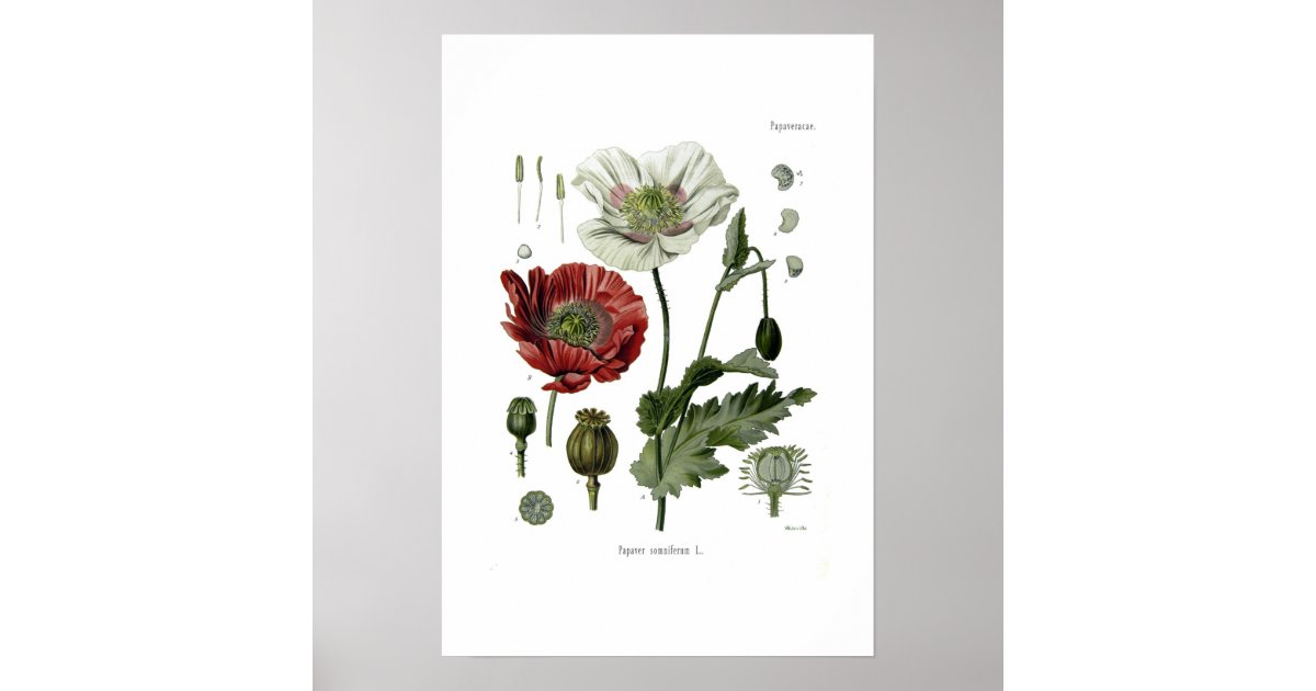 Opium poppy poster | Zazzle