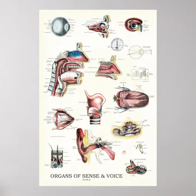 Organs of Sense Voice Anatomy Nose Throat Poster | Zazzle