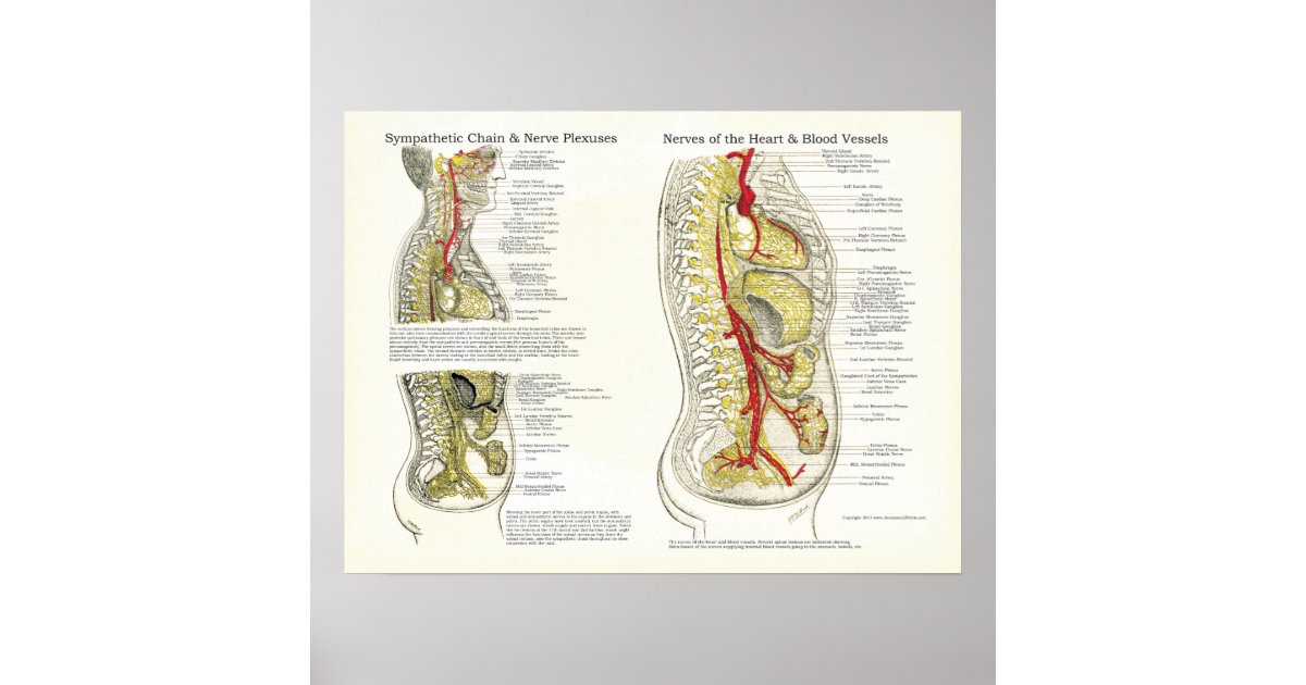Osteopathic Sympathetic Chain Nerve Poster | Zazzle