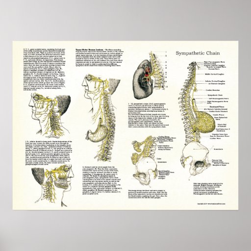 Osteopathic Sympathetic Chain Nerve Poster | Zazzle