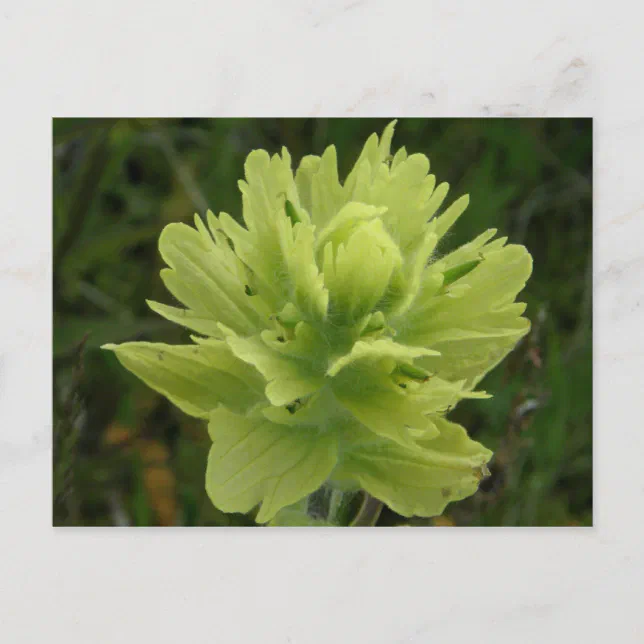 Paint Brush Blossom, Unalaska Island Postcard | Zazzle