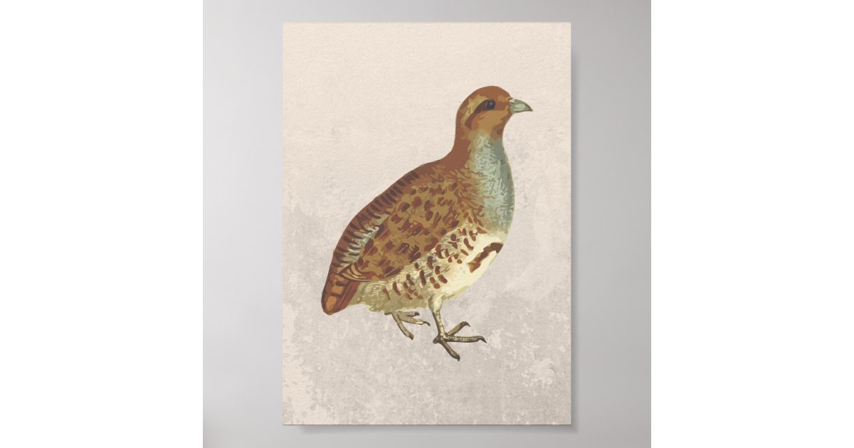 Partridge Bird Illustration Poster | Zazzle