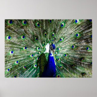 Peacock Posters | Zazzle.com.au