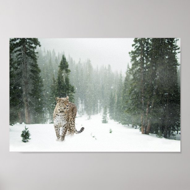 Leopard Posters & Photo Prints | Zazzle AU