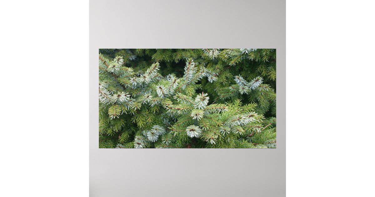 Pine Tree Poster | Zazzle