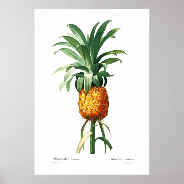 Pineapple Poster | Zazzle.com.au
