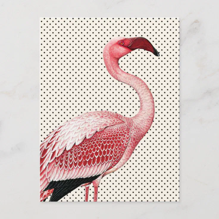 Pink Flamingo and Vintage Polka Dots Postcard | Zazzle