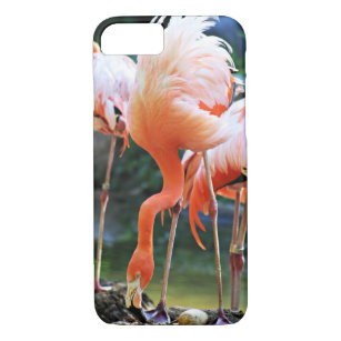 Pink Flamingo iPhone Cases & Covers | Zazzle.com.au
