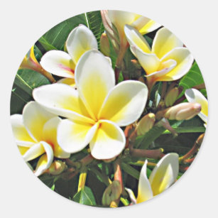 Frangipani Stickers | Zazzle AU