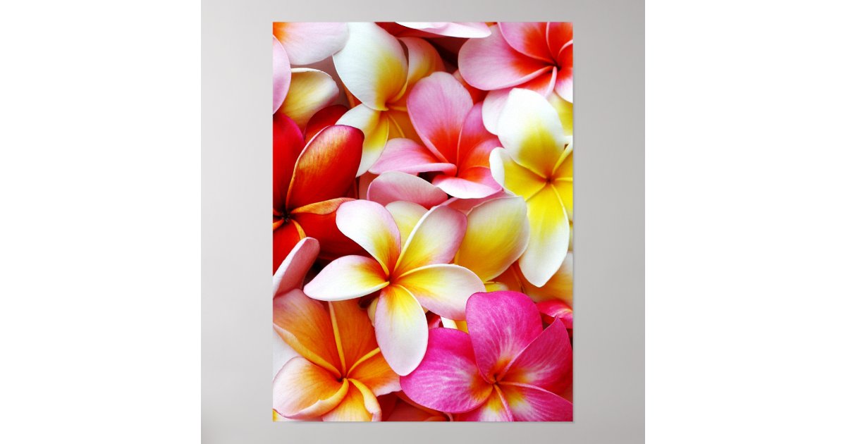 Plumeria Frangipani Hawaii Flower Customised Poster | Zazzle