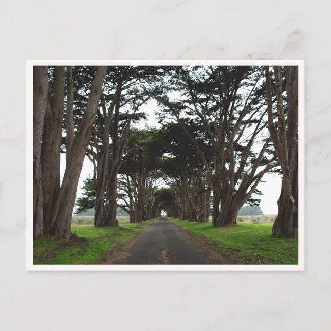 Point Reyes Cypress Tree Tunnel California Photo Postcard | Zazzle