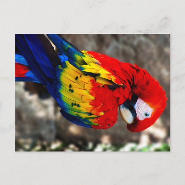 Pretty Polly Parrot Postcard | Zazzle.com.au