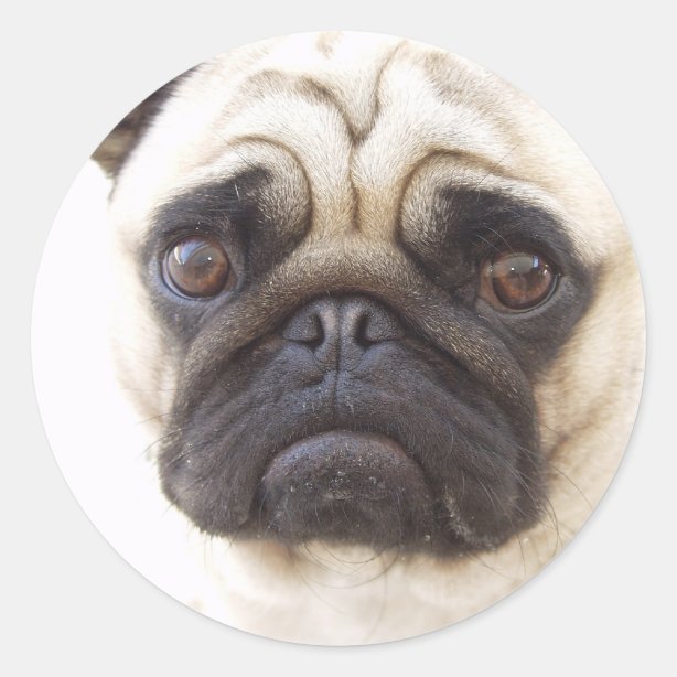 Pug Stickers | Zazzle AU