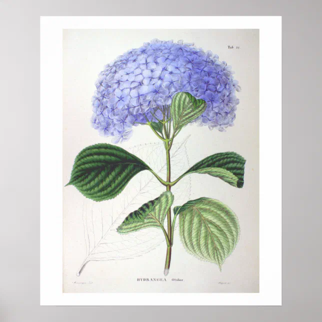 Purple Hydrangea Botanical Drawing Poster Print | Zazzle