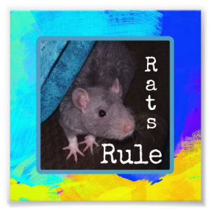 Pet Rats Décor | Zazzle AU