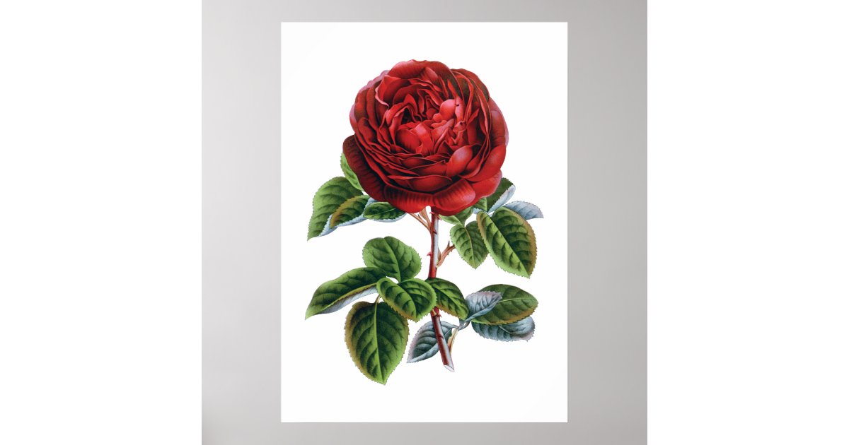 Red rose poster | Zazzle