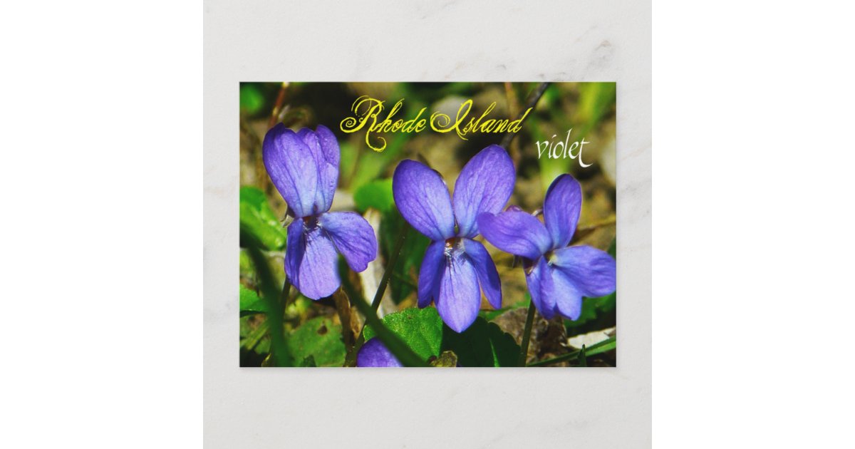Rhode Island State Flower: Violet Postcard | Zazzle