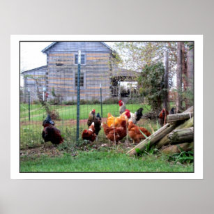 Rooster Art & Wall Décor | Zazzle.com.au