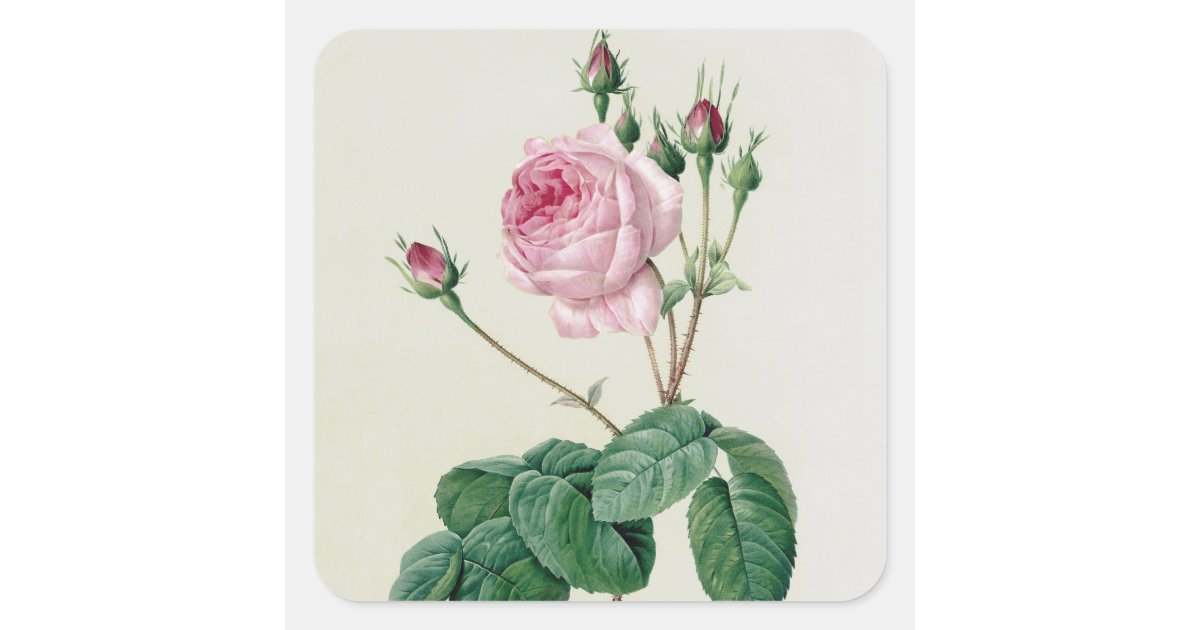 Rosa Centifolia Bullata Square Sticker | Zazzle