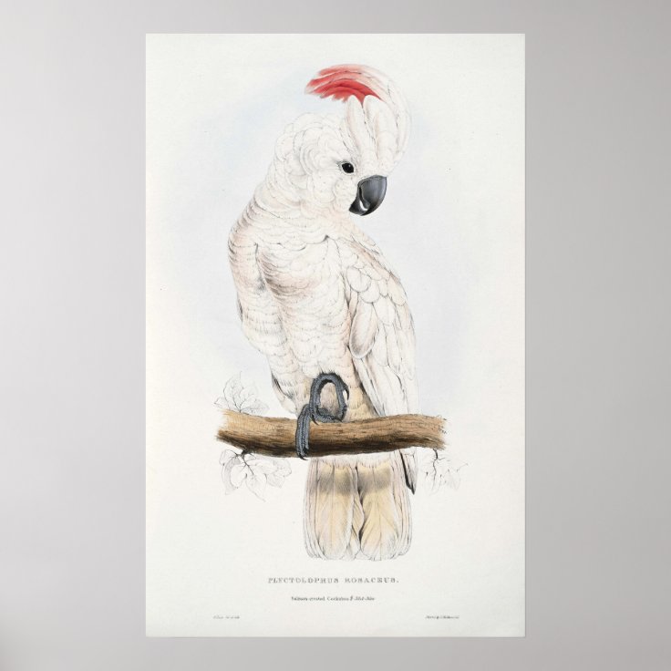 Salmon-crested Cockatoo Poster | Zazzle