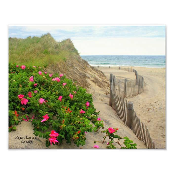 Sand Dunes and Beach Roses ~ Block Island, RI Photo Print | Zazzle.com.au