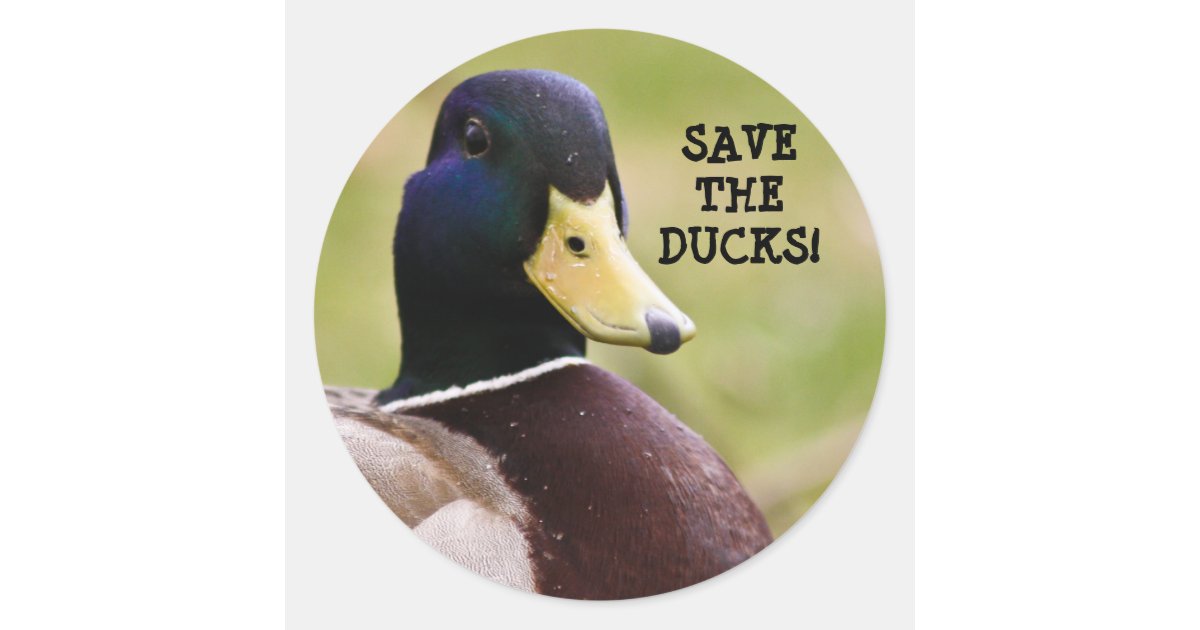 Save The Ducks Sticker | Zazzle