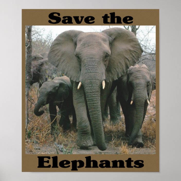Save the Elephants Poster | Zazzle.com.au