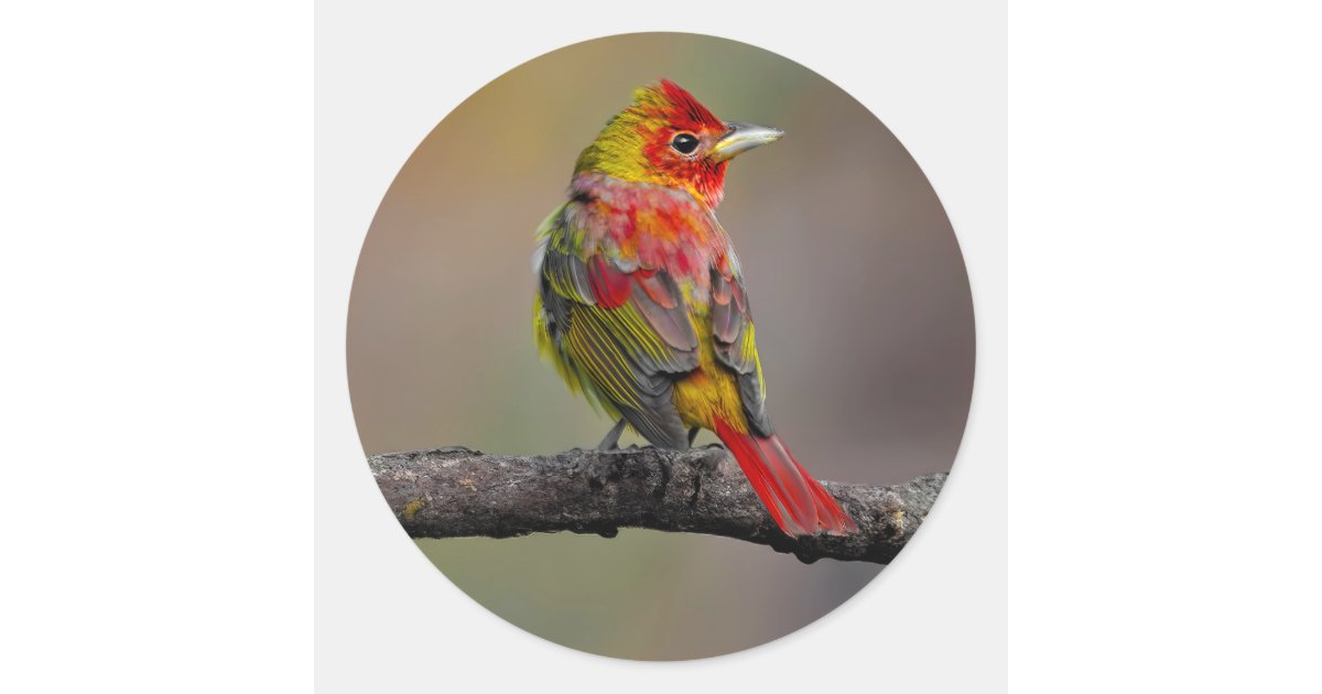 Scarlet Tanager Molting - Original Photograph Classic Round Sticker ...