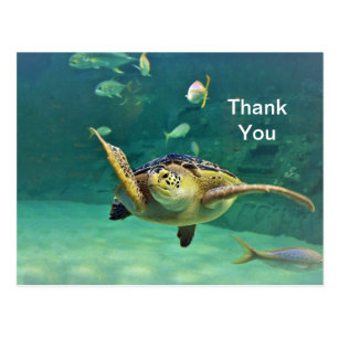 Nature Thank You Postcards | Zazzle AU